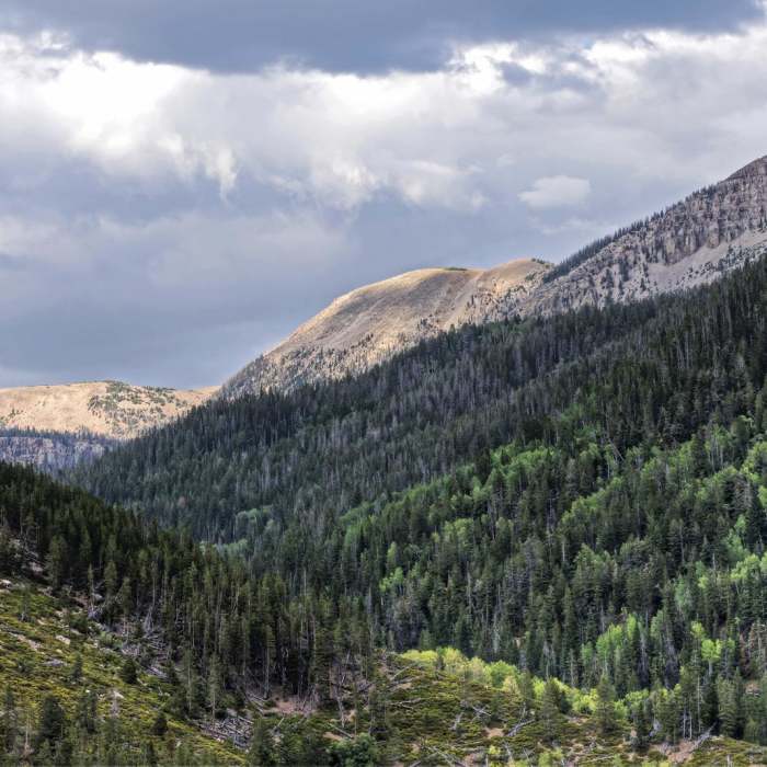 Grandaddy Basin Out and Back Hiking Trail | Map, Difficulty, Trail ...