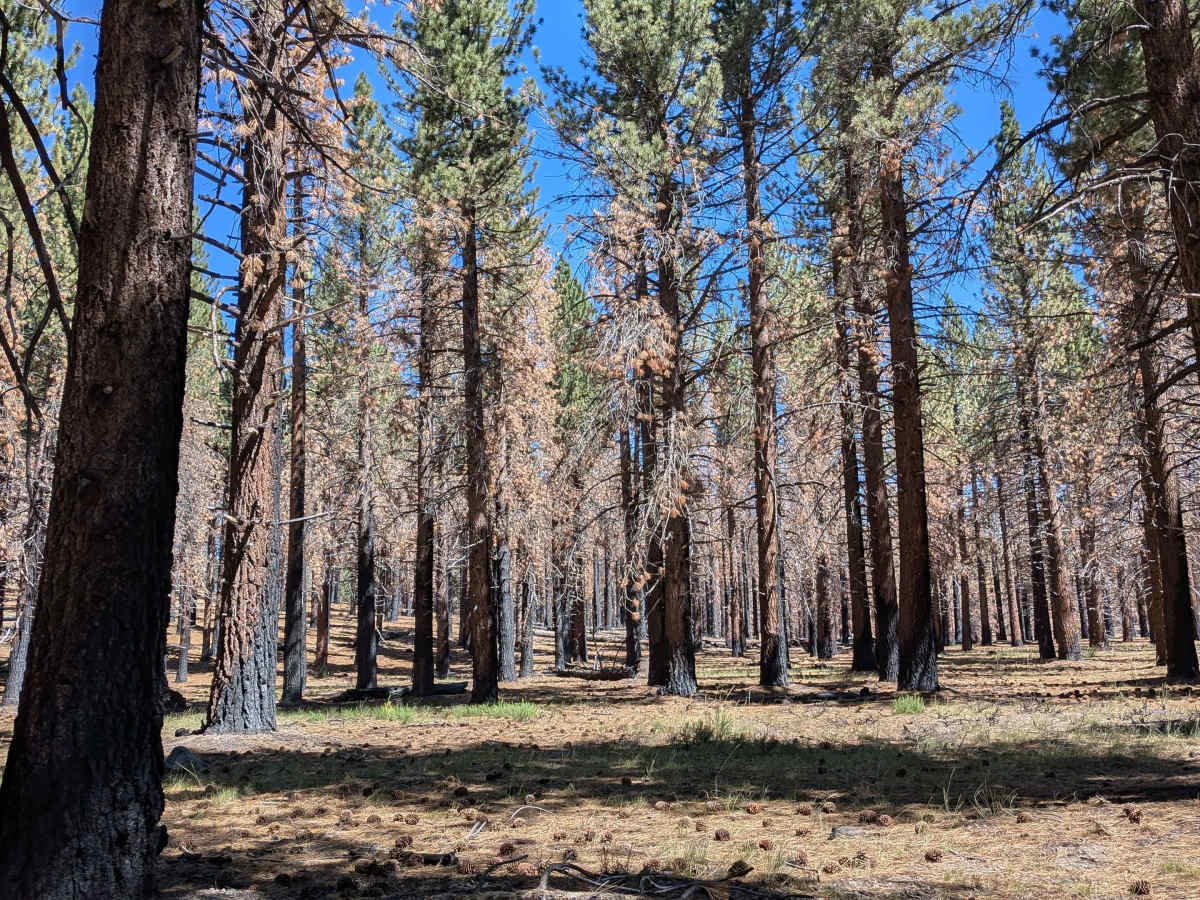 Forest Service Road 3S104 | Off-Road Trail Maps, Difficulty, Trail ...