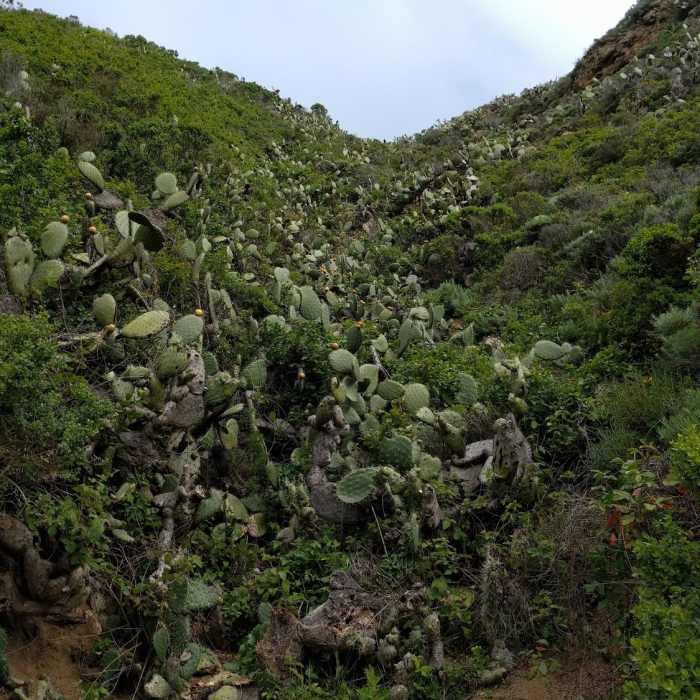 Soberanes Canyon Loop Hiking Trail | Map, Difficulty, Trail Status | onX