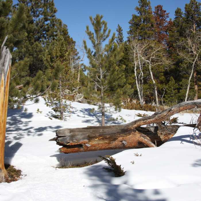 Sprague Lake Loop Trail | Hiking Trail Maps, Difficulty, Trail Status | onX