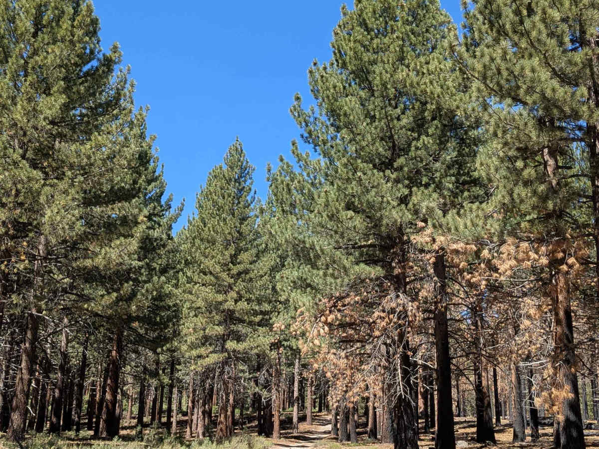 Forest Service Road 3S104 | Off-Road Trail Maps, Difficulty, Trail ...