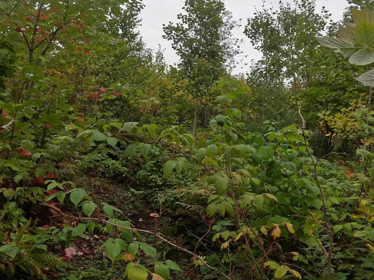 Rock Garden | Off-Road Trail Maps, Difficulty, Trail Status | onX Offroad