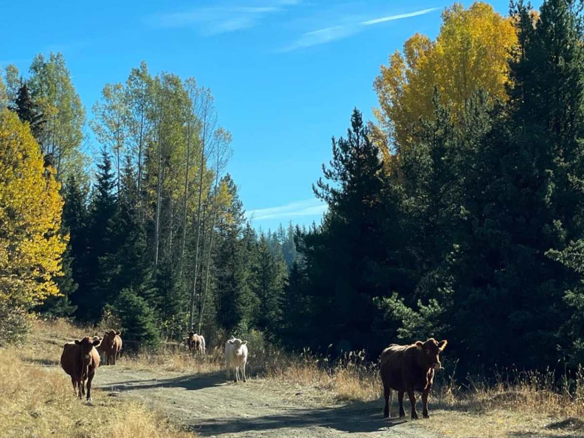 Crescent to Beaver Lake Road | Off-Road Trail Maps, Difficulty, Trail ...