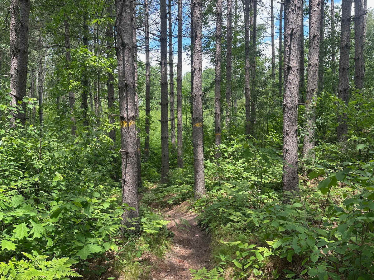 Highway 61 | Off-Road Trail Maps, Difficulty, Trail Status | onX Offroad