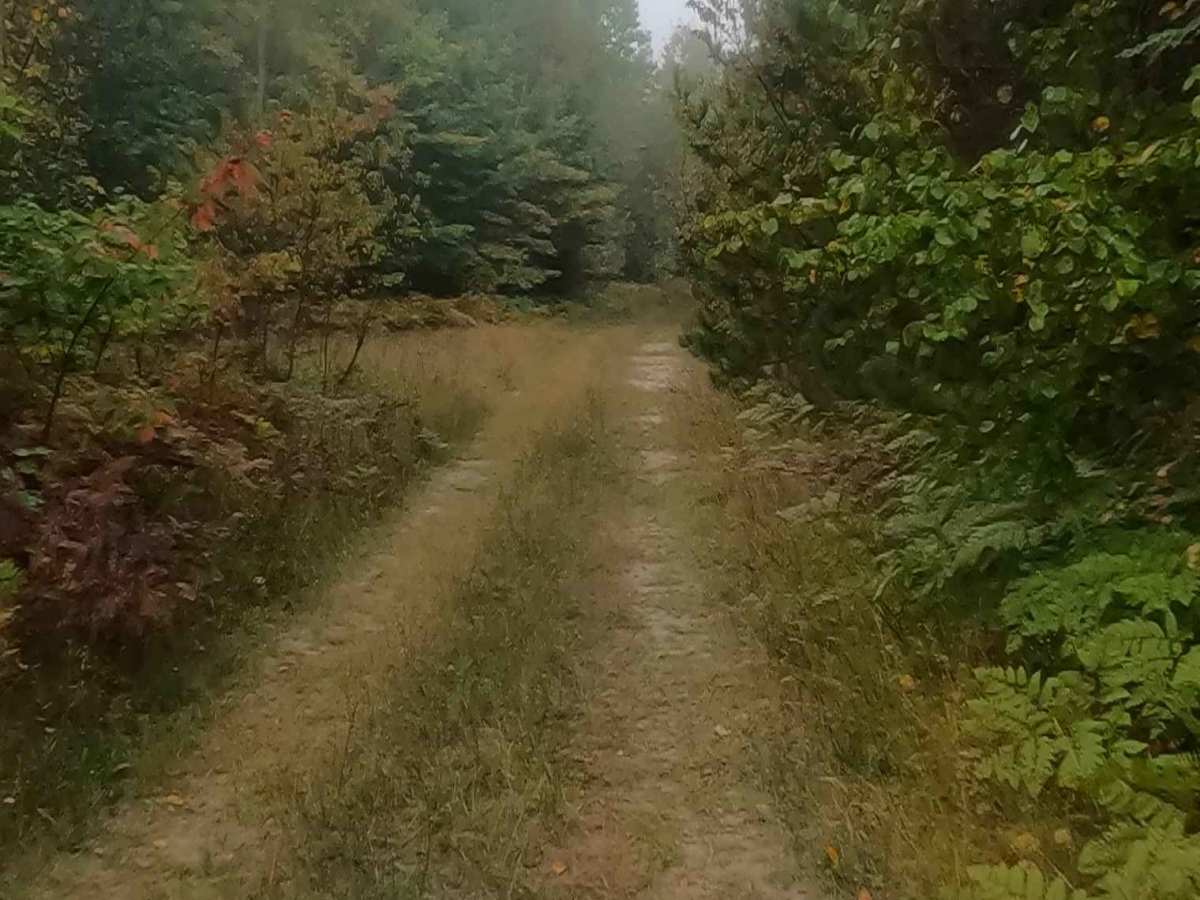 Paquinn Creek Road/ Sand Lake Road - FS 3374 (ORV Route A) | Off-Road ...