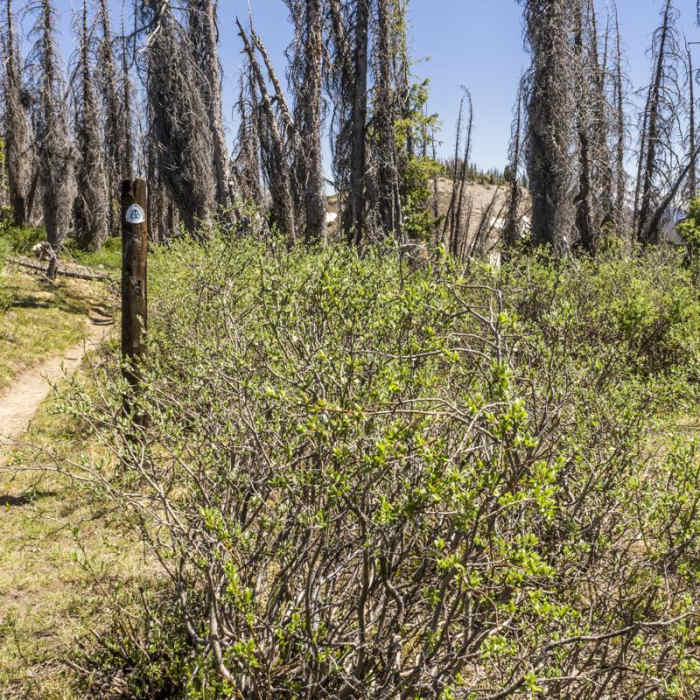 Lobo Pass Trail + Continental Divide Trail Hiking Trail | Map ...
