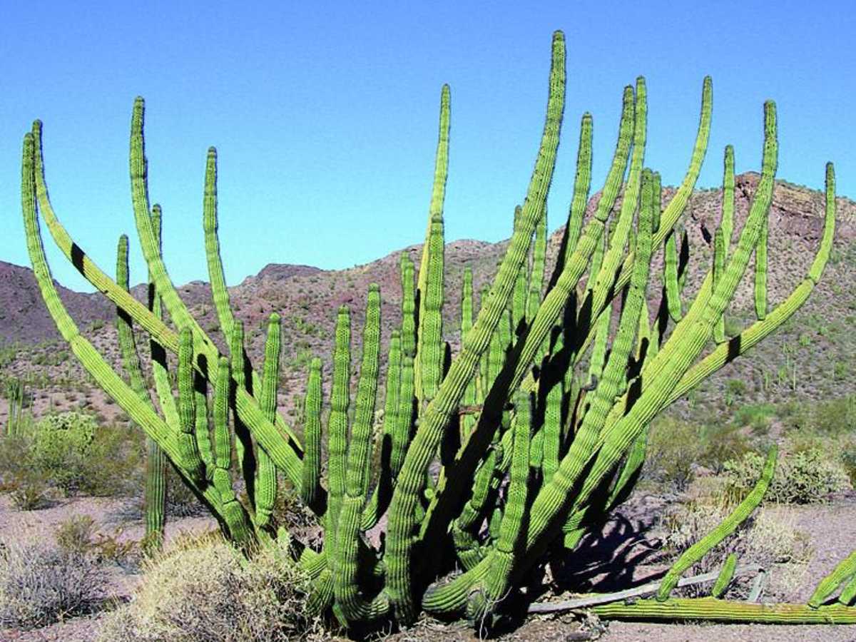 Organ Pipe Cactus Nat. Monument | Off-Road Trail Maps, Difficulty ...