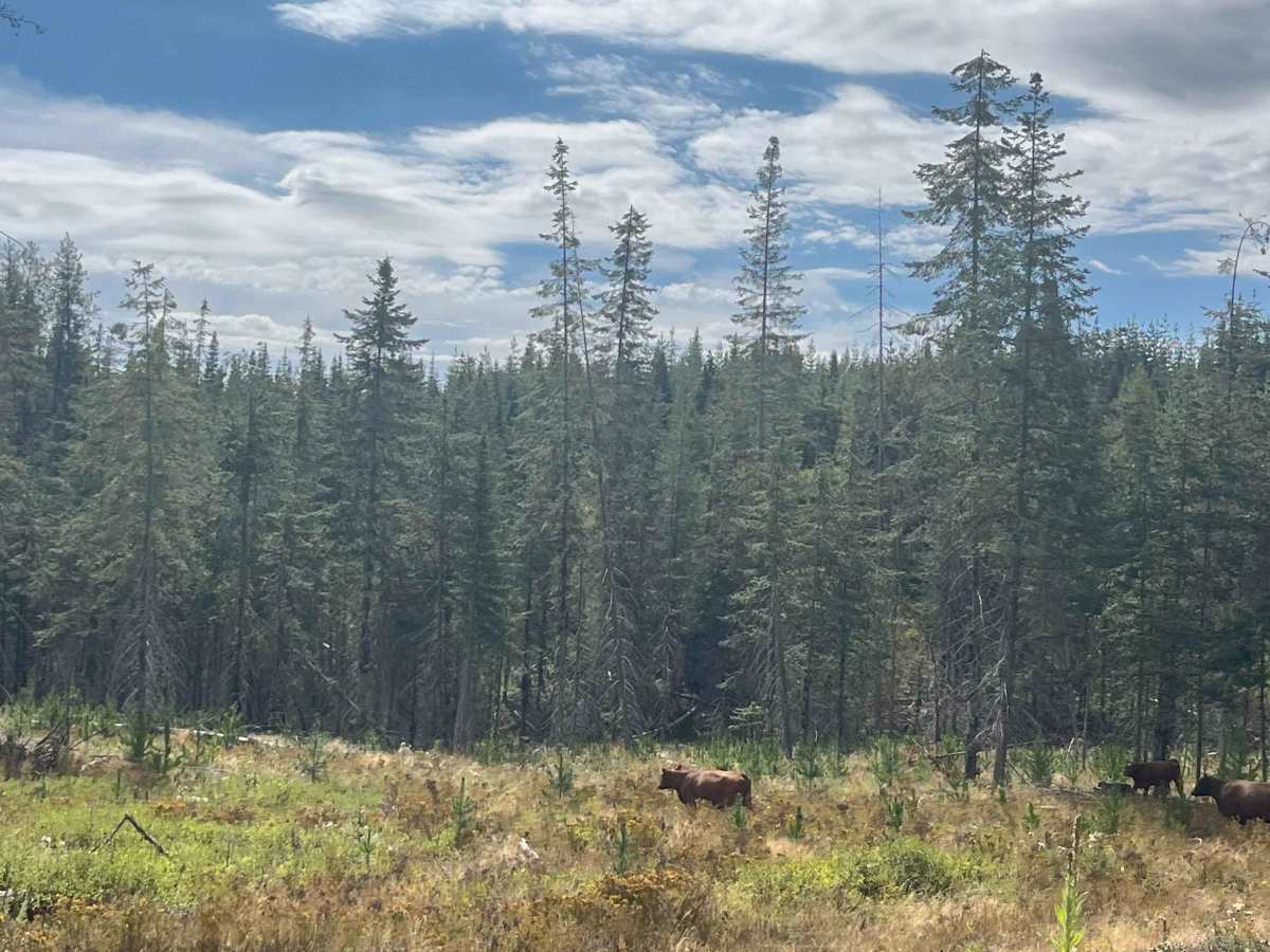Moose Creek Lower Road Track | Off-Road Trail Maps, Difficulty, Trail ...