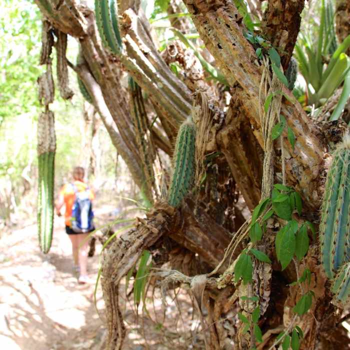 Reef Bay Trail | Hiking Trail Maps, Difficulty, Trail Status | onX