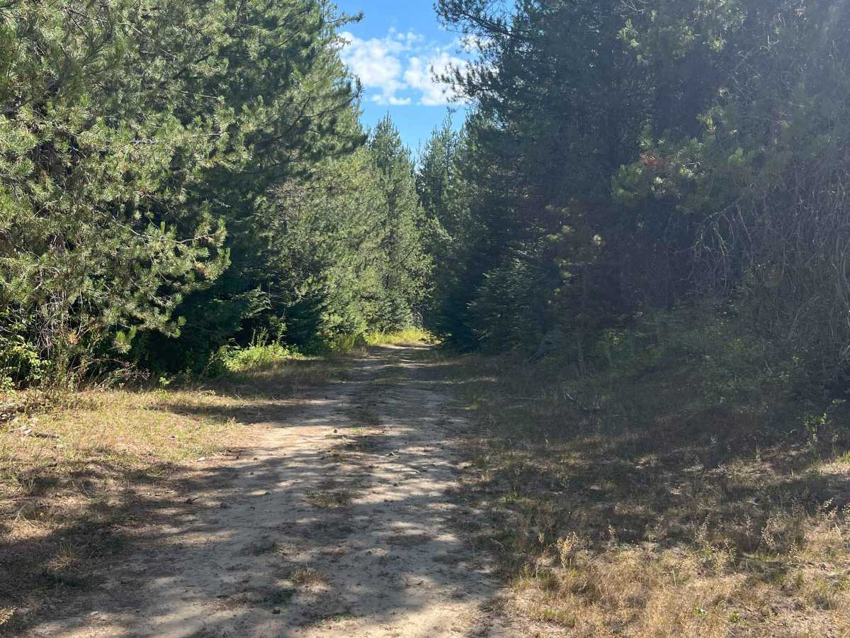 Moose Creek Old Logging Road Track | Off-Road Trail Maps, Difficulty ...