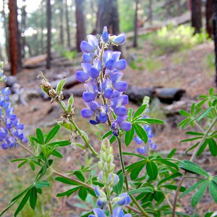 Kelly Canyon Hiking Trail | Map, Difficulty, Trail Status | onX