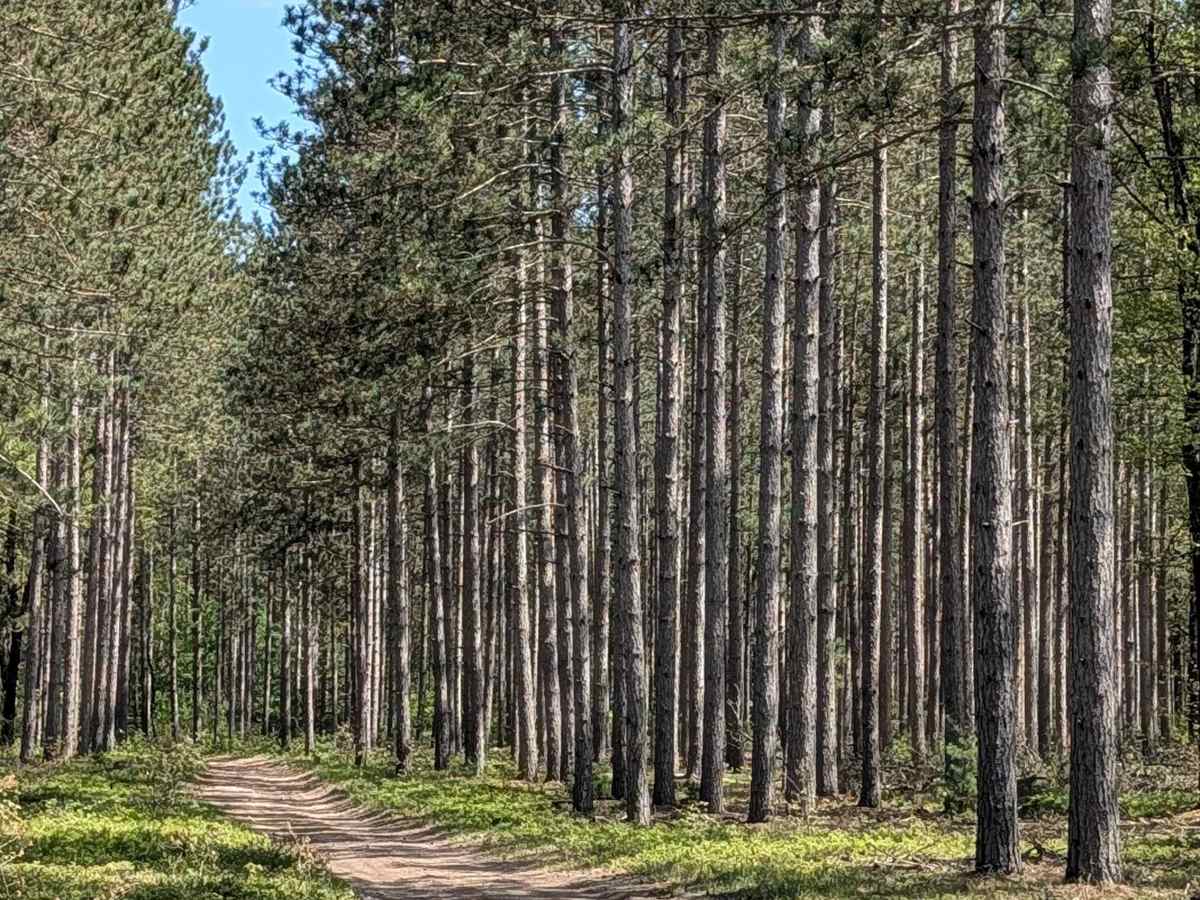 Emerson Trail | Off-Road Trail Maps, Difficulty, Trail Status | onX Offroad