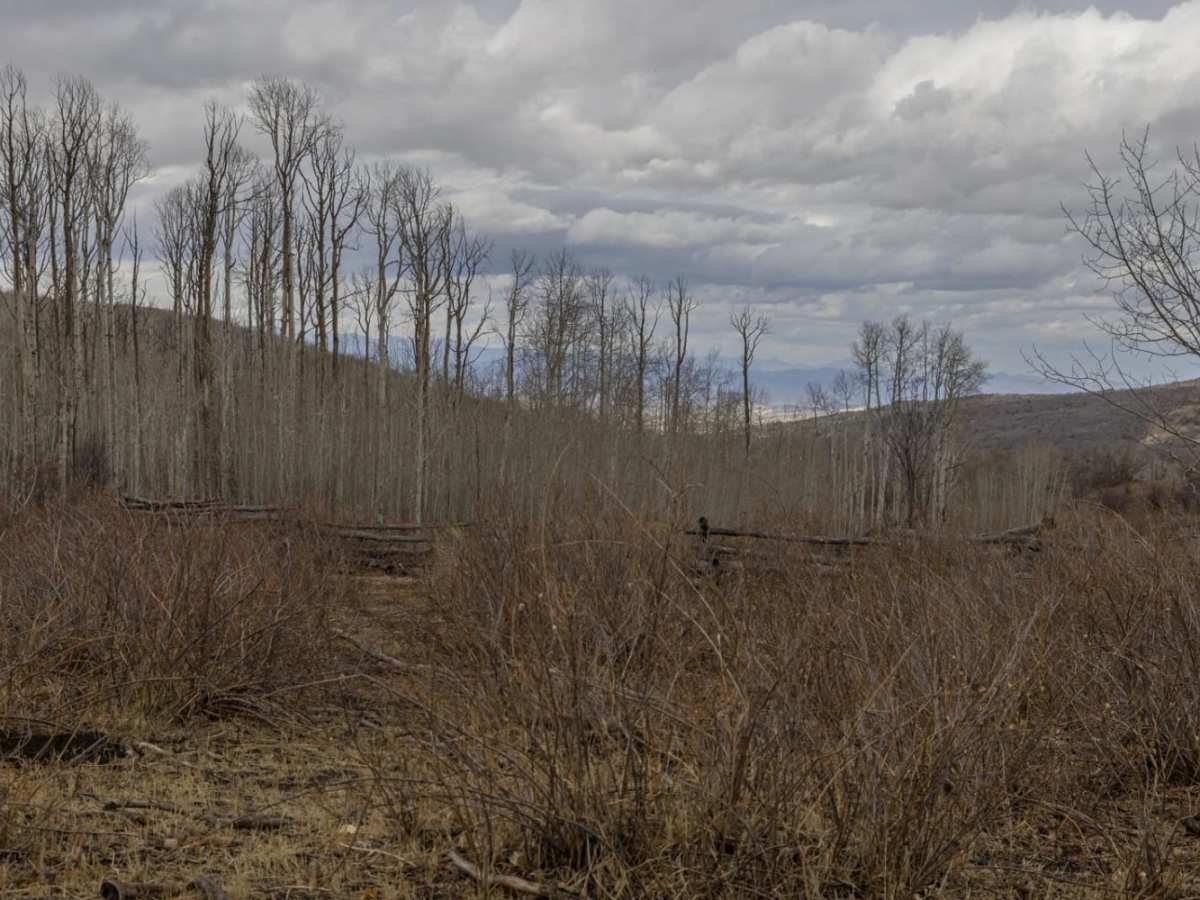 Sheep Creek Road | Off-Road Trail Maps, Difficulty, Trail Status | onX ...