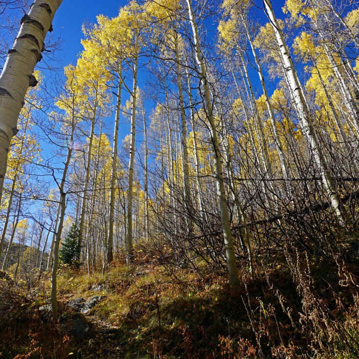 Fulford Cave Hiking Trail | Map, Difficulty, Trail Status | onX