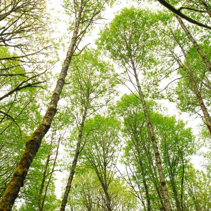 Tryon Creek State Park, Cedar Trail Hike Hiking Trail | Map, Difficulty ...