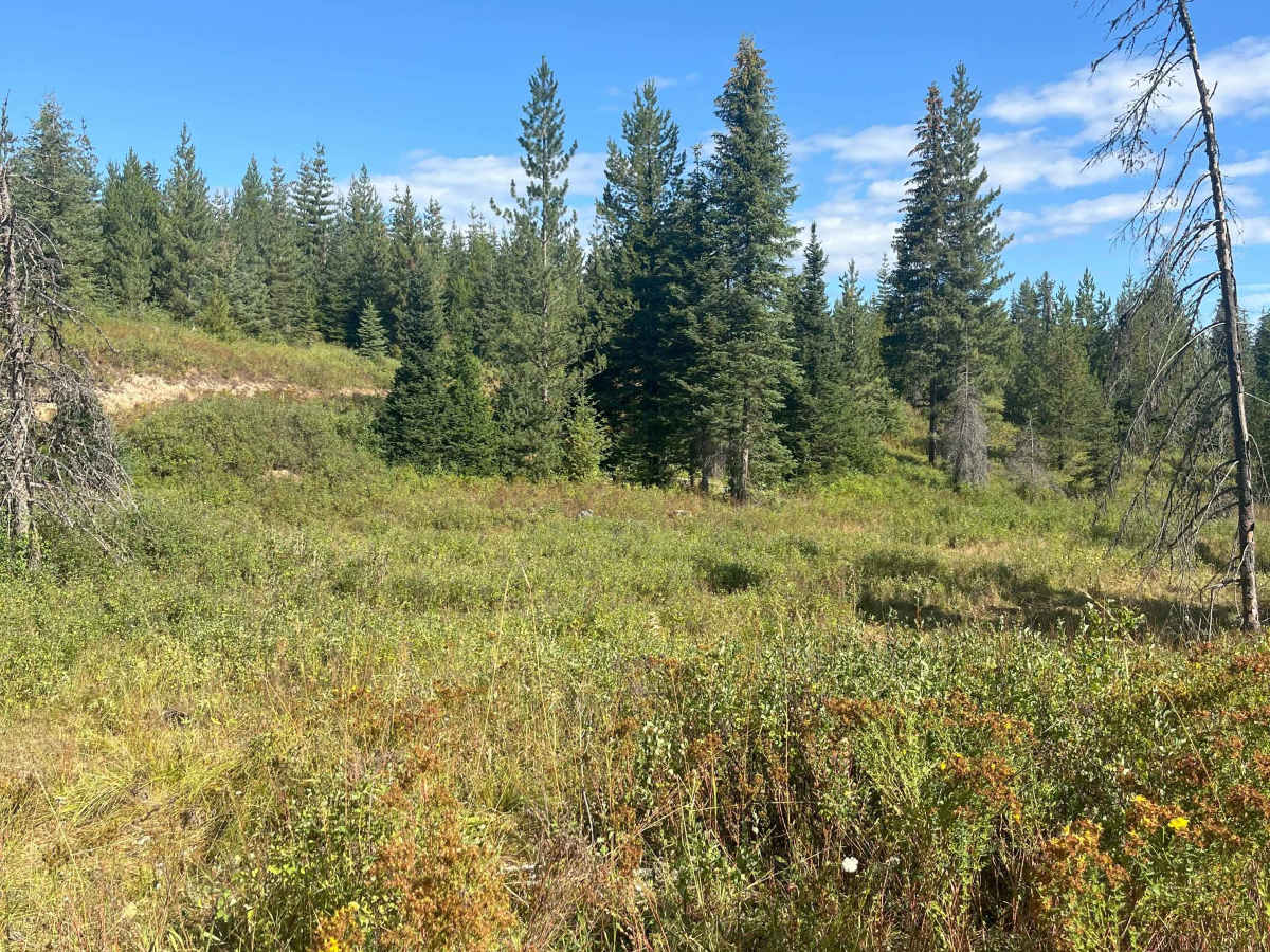 Moose Creek Upper Road Track | Off-Road Trail Maps, Difficulty, Trail ...