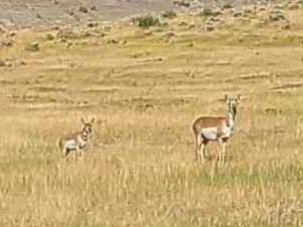 Where the Deer and the Antelope Play | Off-Road Trail Maps, Difficulty ...