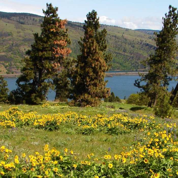 Mosier Creek Falls + Plateau Trail Hiking Trail | Map, Difficulty ...