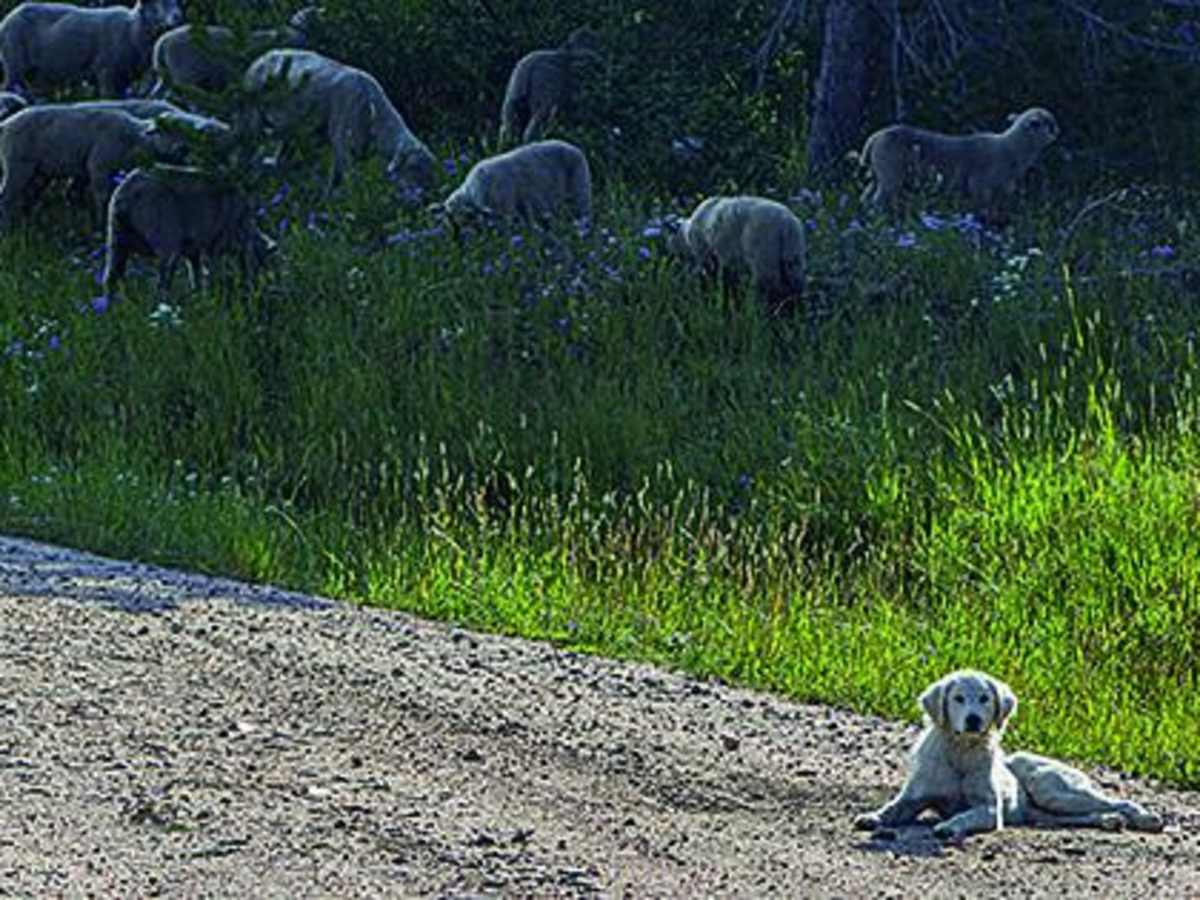 Farwell Mountain via Lost Dog | Off-Road Trail Maps, Difficulty, Trail ...