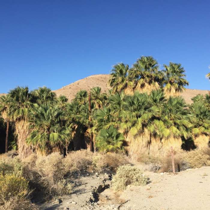 Hidden Palms Loop | Hiking Trail Maps, Difficulty, Trail Status | onX