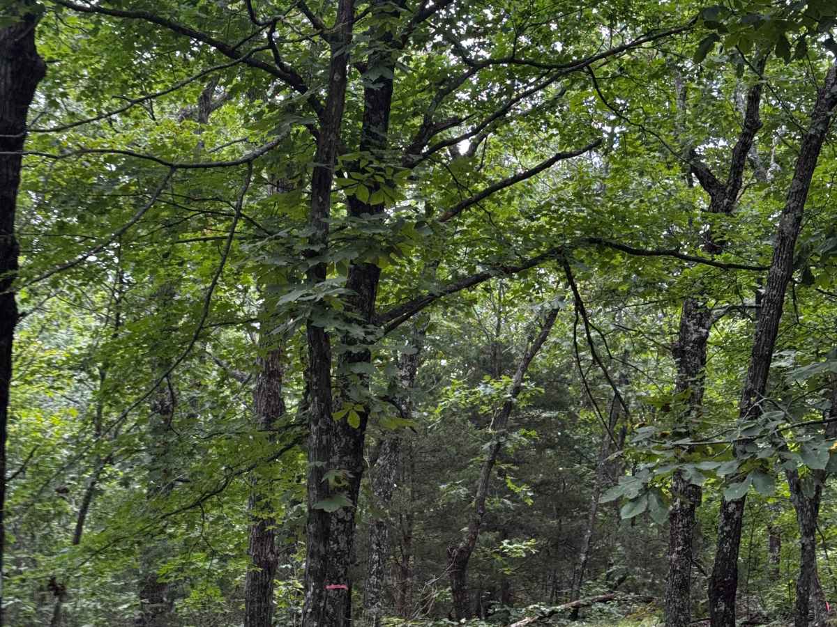 Pruitt Run Byway | Off-Road Trail Maps, Difficulty, Trail Status | onX ...
