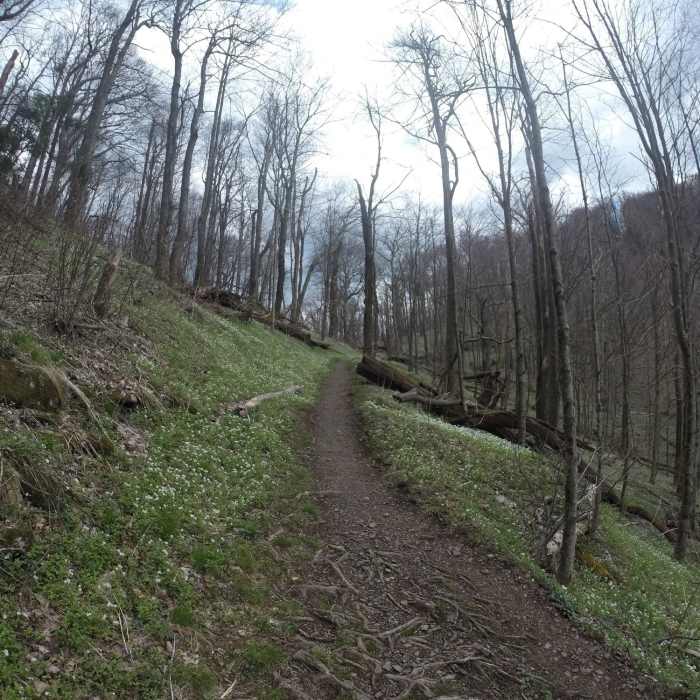 Low Gap Trail | Hiking Trail Maps, Difficulty, Trail Status | onX