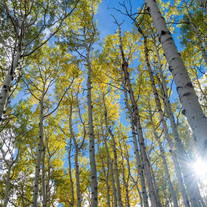 Inner Basin Trail Hiking Trail | Map, Difficulty, Trail Status | onX