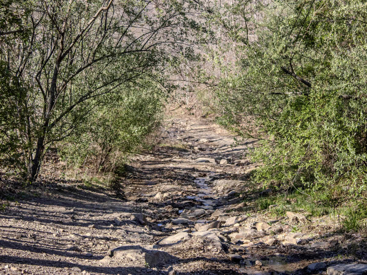 Log Road 1 | Off-Road Trail Maps, Difficulty, Trail Status | onX Offroad