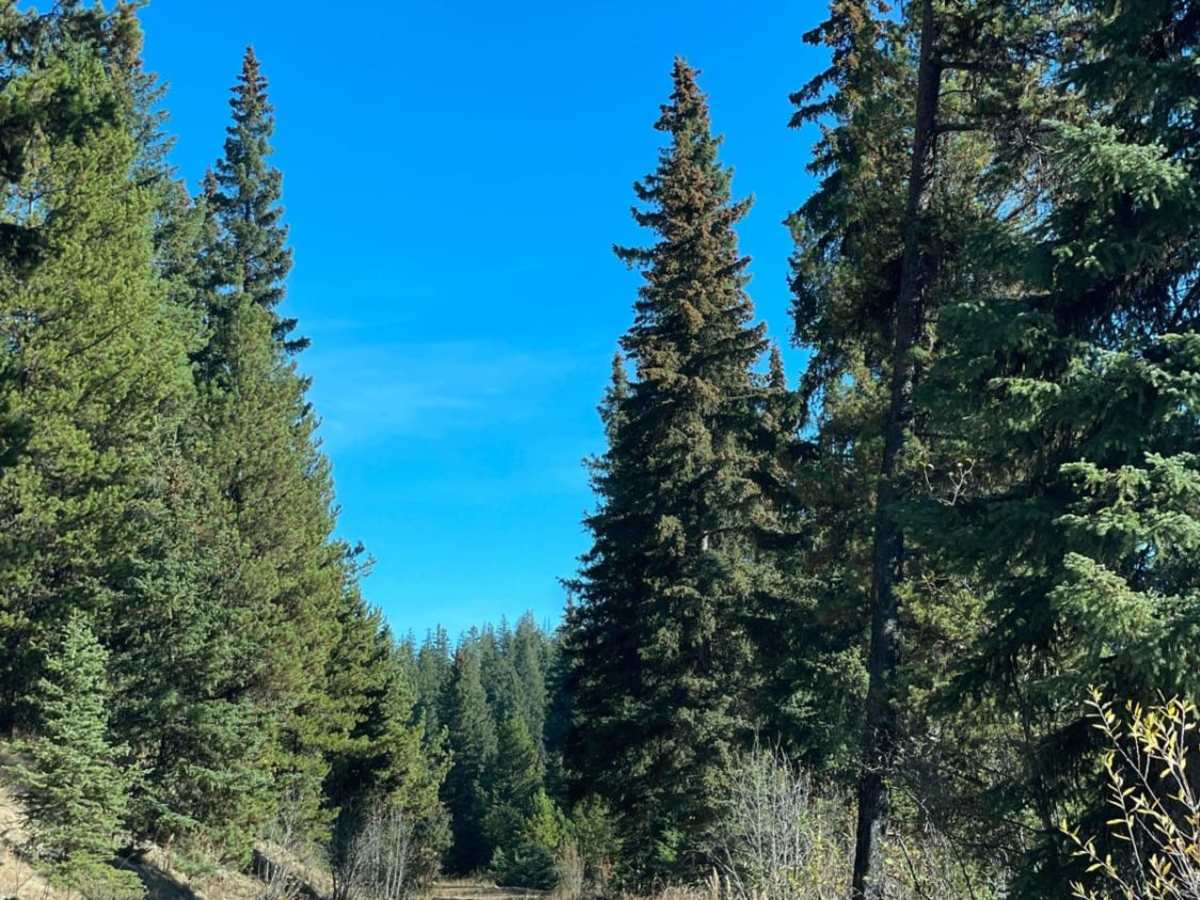 Crescent to Beaver Lake Road | Off-Road Trail Maps, Difficulty, Trail ...