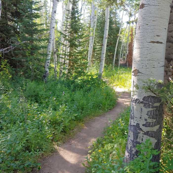 Panorama Trail Loop Hiking Trail | Map, Difficulty, Trail Status | onX