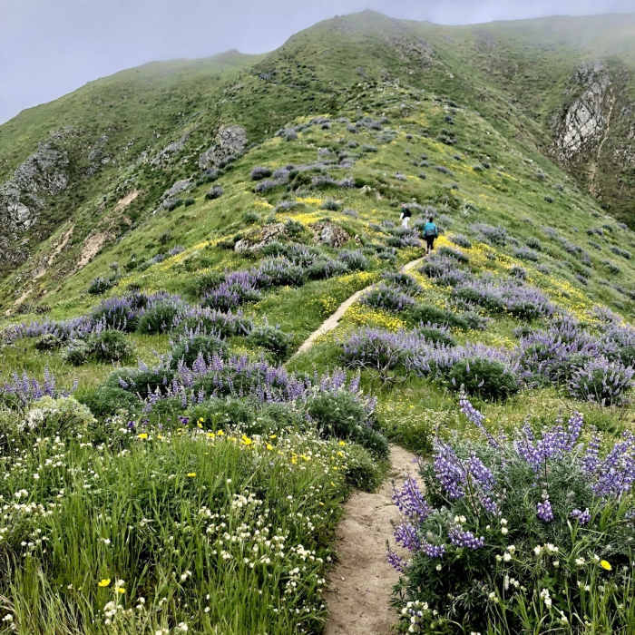 Soberanes Canyon Loop Hiking Trail | Map, Difficulty, Trail Status | onX