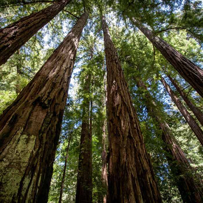 Mount Tamalpais from Muir Woods Hiking Trail | Map, Difficulty, Trail ...