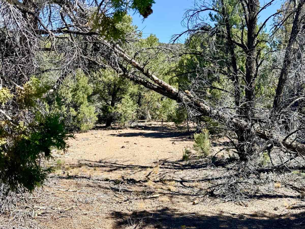 Goat Spring - FS 43313 | Off-Road Trail Maps, Difficulty, Trail Status ...