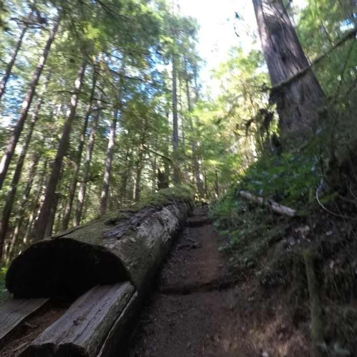 Dosewallips Rd. Trail | Hiking Trail Maps, Difficulty, Trail Status | onX