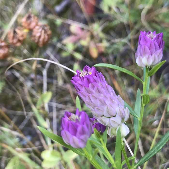 Covell Mountain Trail | Hiking Trail Maps, Difficulty, Trail Status | onX