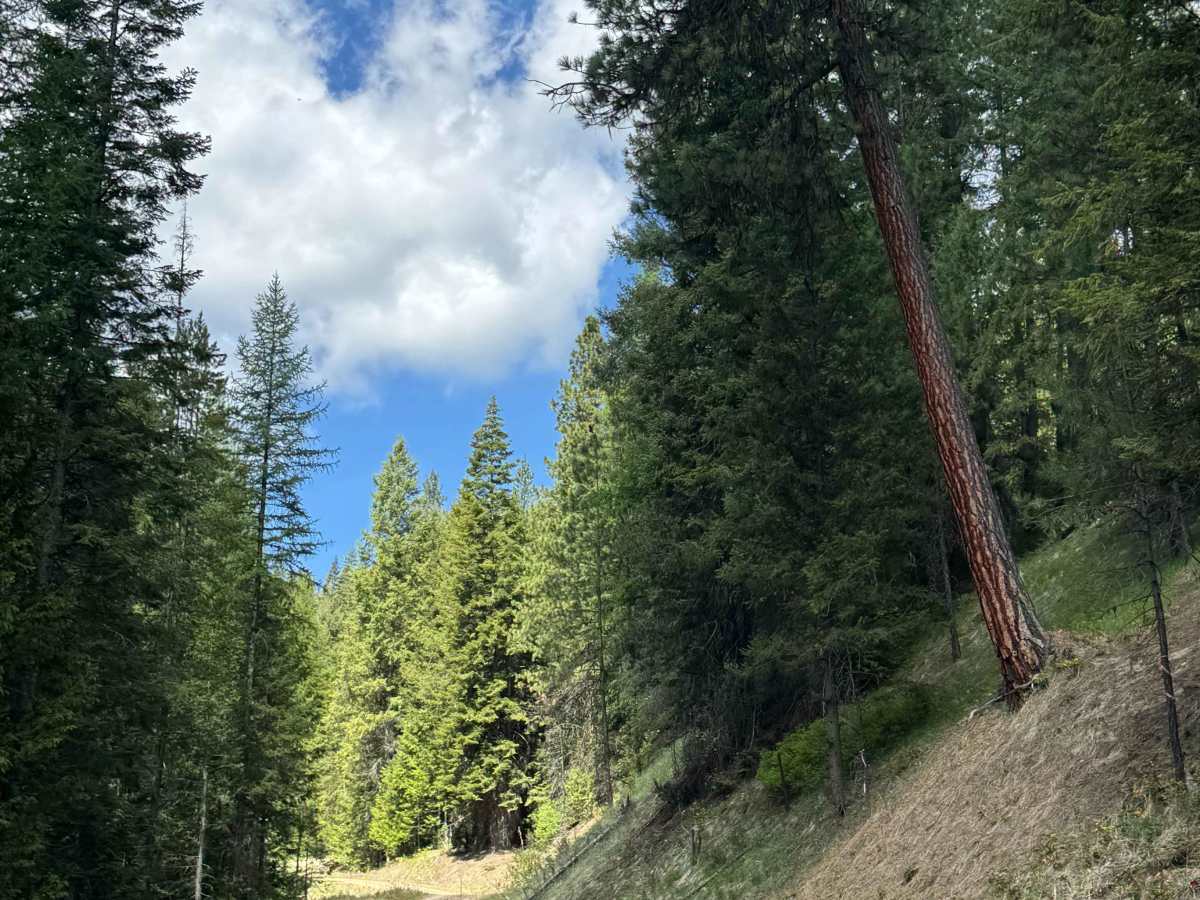 Bridge Creek - FS 2020-120 | Off-Road Trail Maps, Difficulty, Trail ...