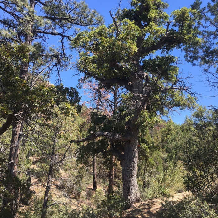 Tanque Verde Ridge Trail | Hiking Trail Maps, Difficulty, Trail Status ...