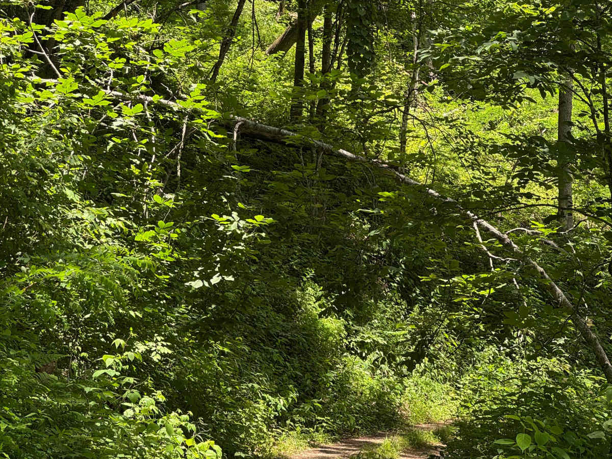 Old Bald Ridge - FS 4652 | Off-Road Trail Maps, Difficulty, Trail ...