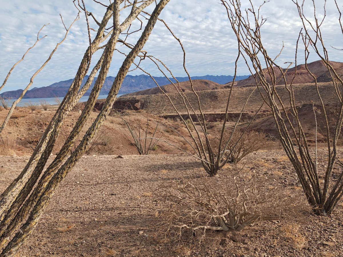 BLA Side Route - Single Track | Off-Road Trail Maps, Difficulty, Trail ...