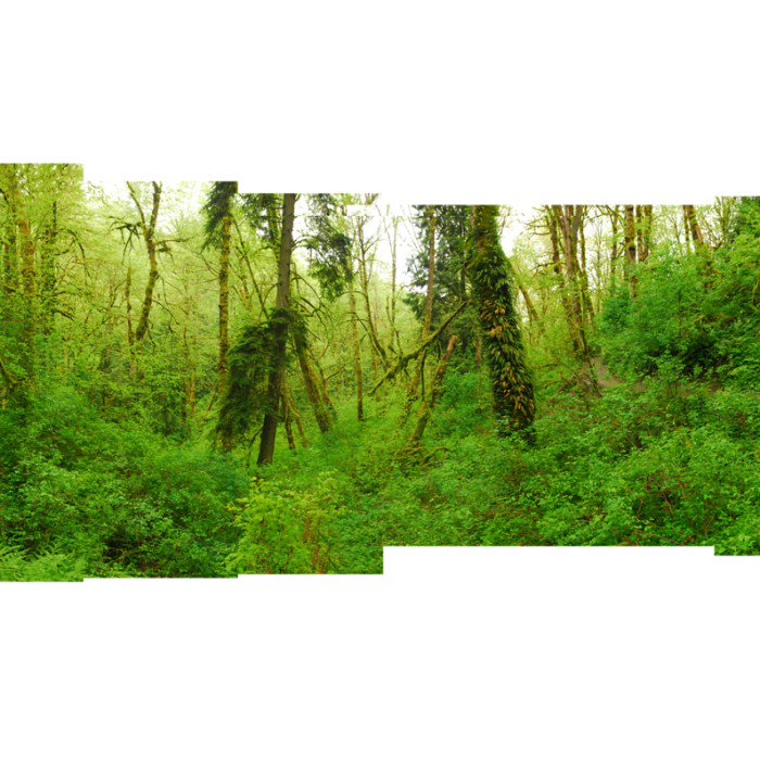 Tryon Creek State Park, Cedar Trail Hike Hiking Trail | Map, Difficulty ...