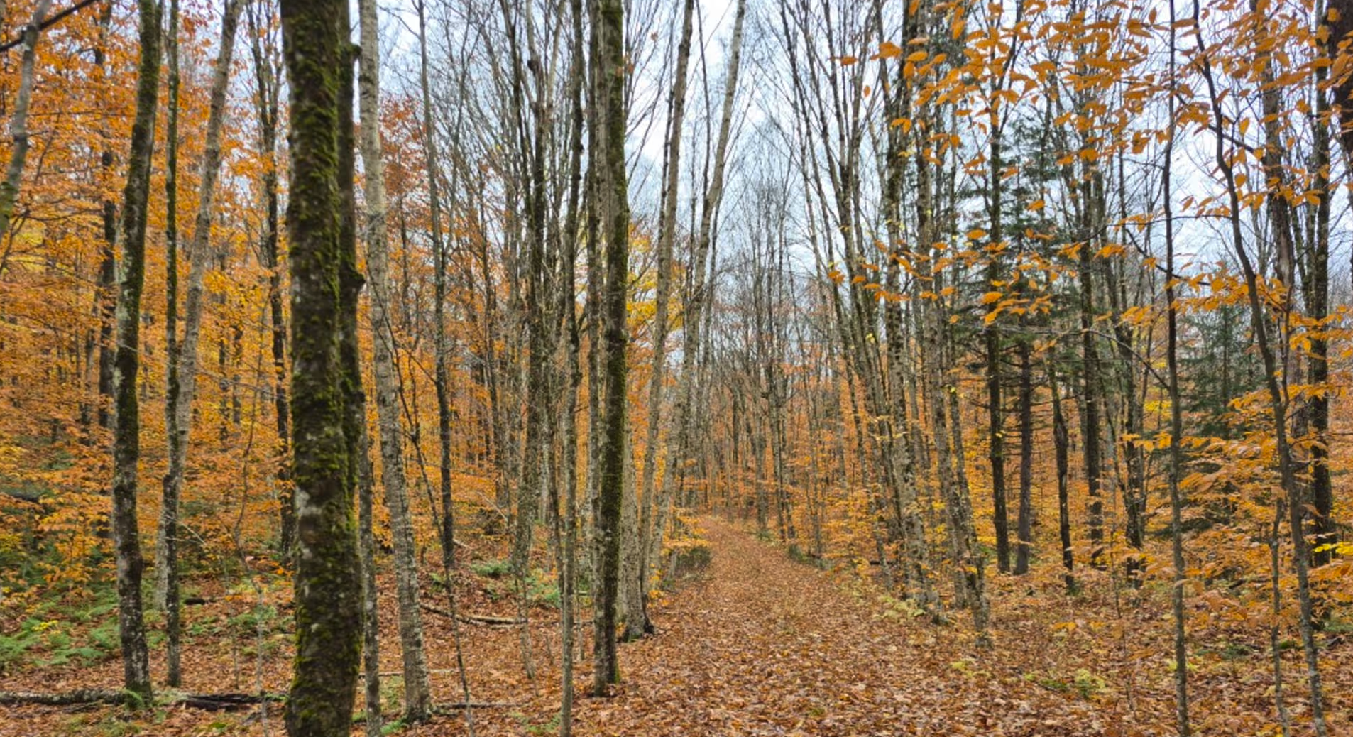 Tyler Road, New York - GPS Trail Map, Conditions & Difficulty | onX Offroad