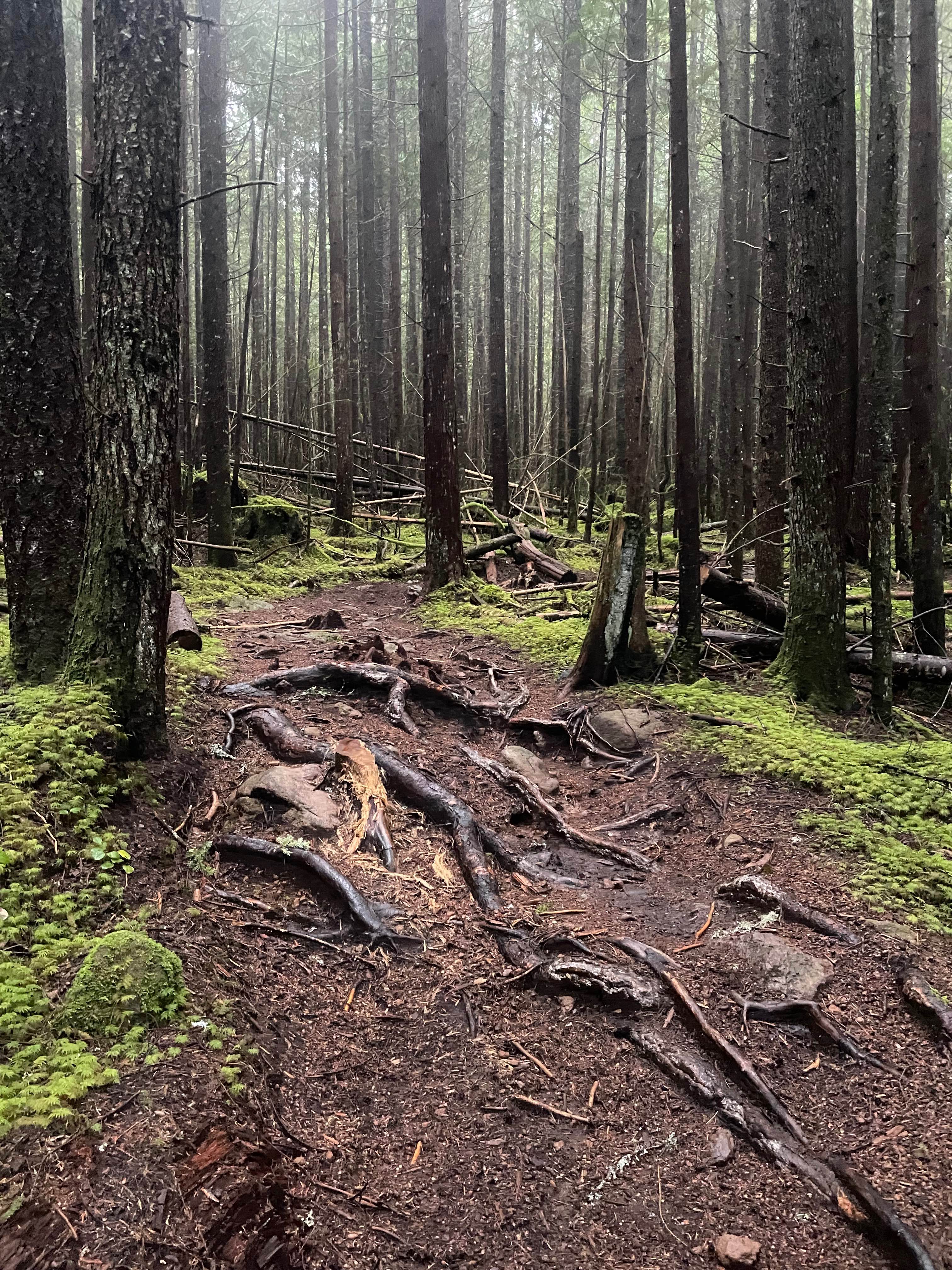 Stupid, British Columbia - GPS Trail Map, Conditions & Difficulty | onX ...