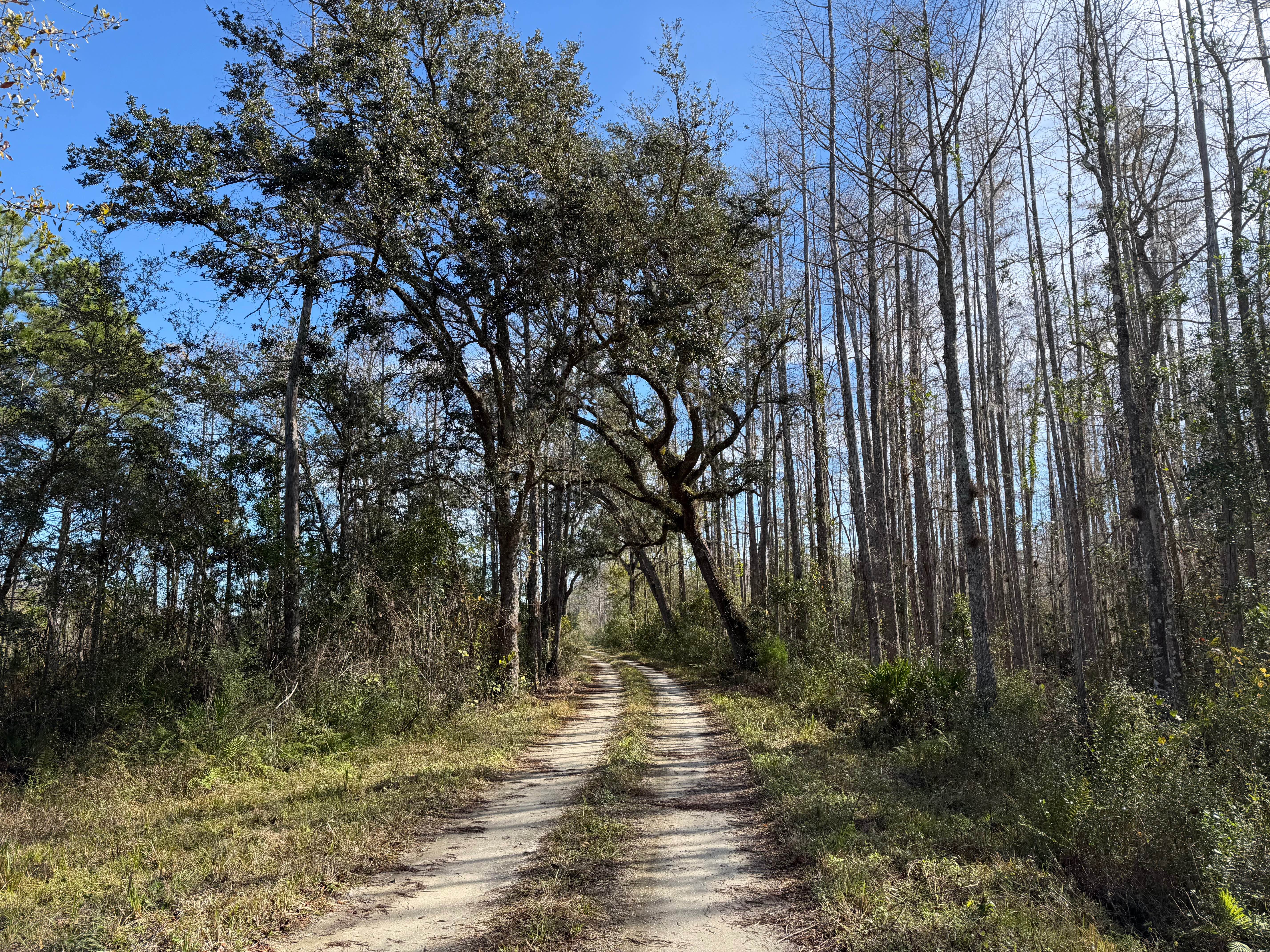 Road 8 Loop - Three Lakes WMA, Florida - GPS Trail Map, Conditions ...