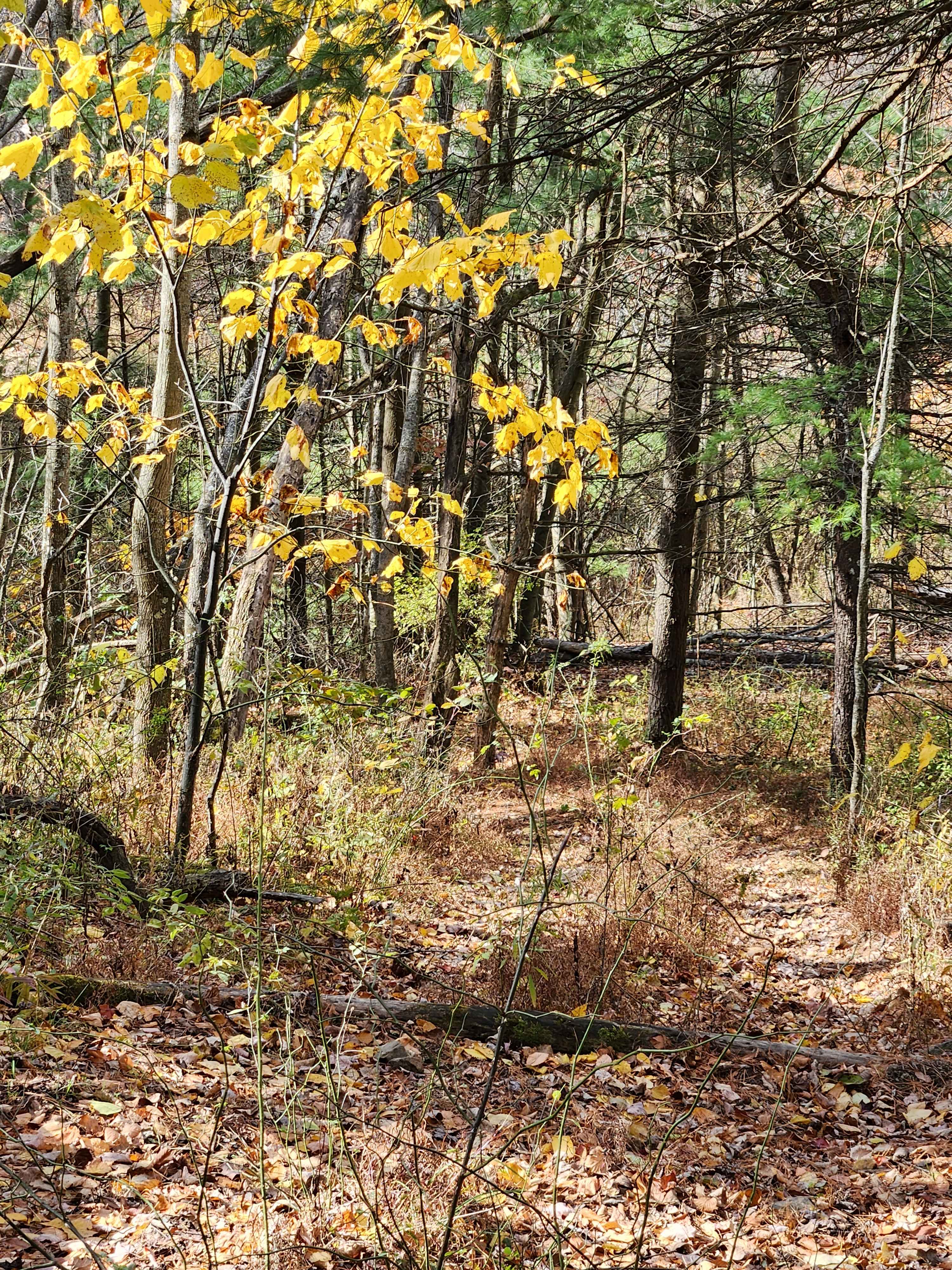 OHV 15 - Rock Run Recreation Area, Pennsylvania - GPS Trail Map ...