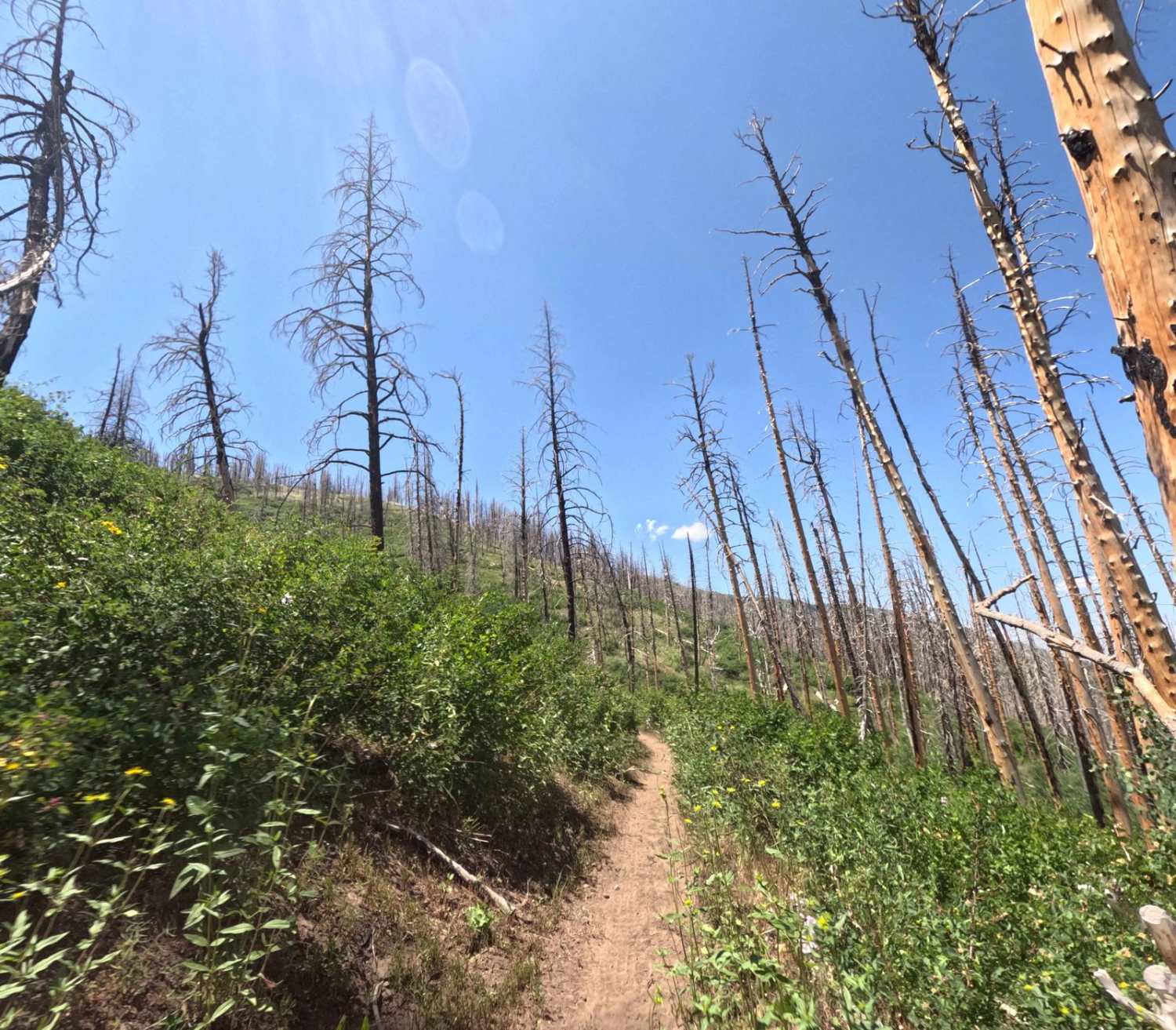 Sheepherder Hill - FS 8099, Utah - GPS Trail Map, Conditions & Difficulty | onX Offroad