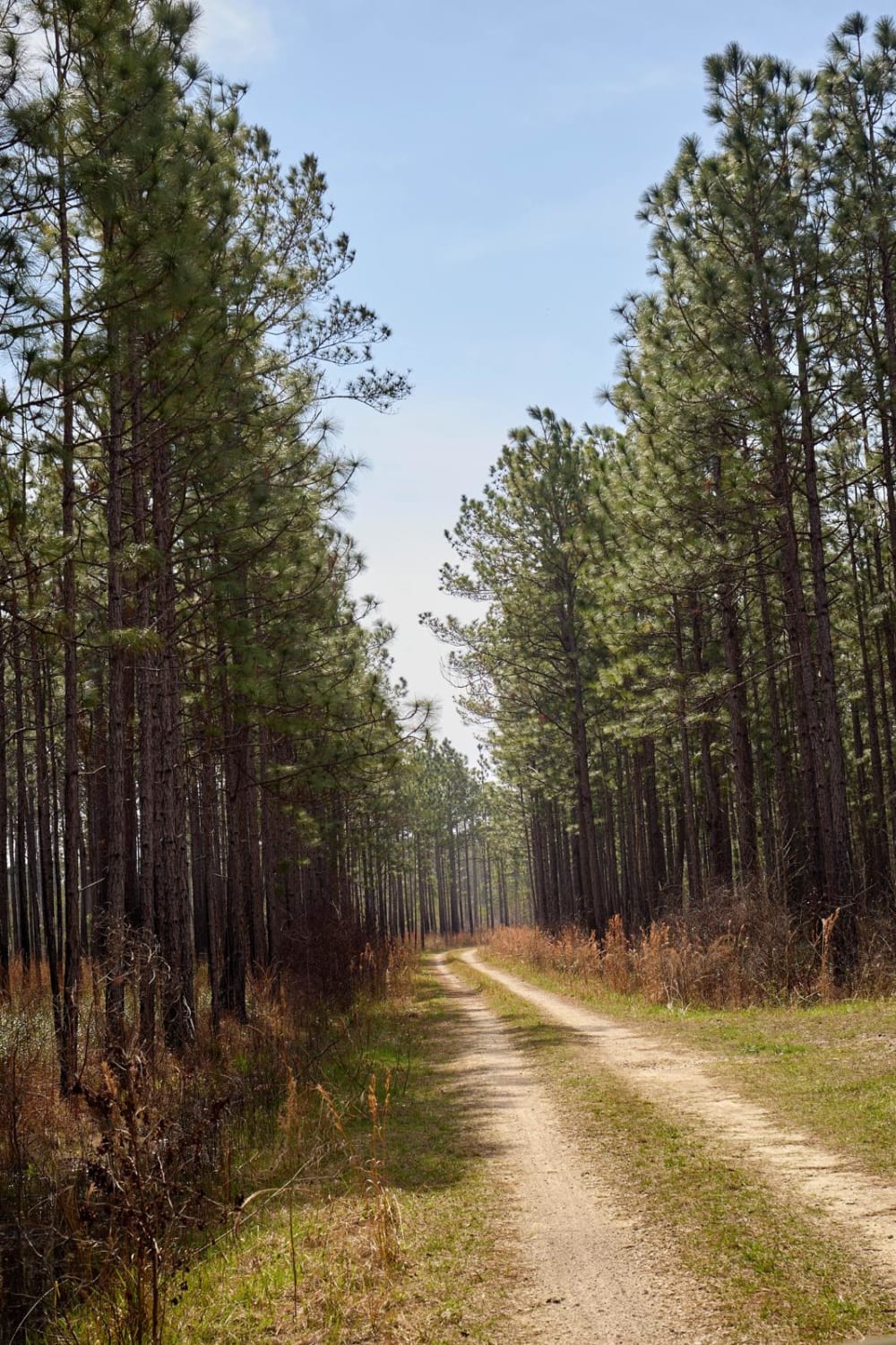 Cumbee Alternative - FSR176a, South Carolina : Off-Road Trail Map ...