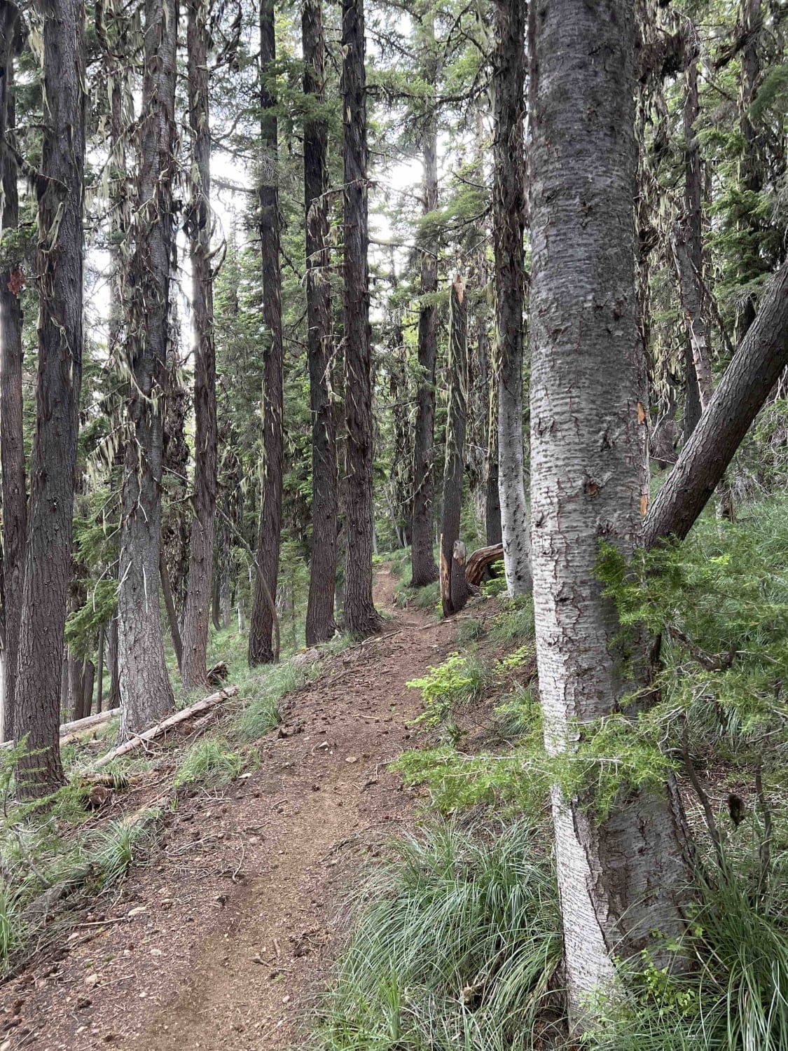 State Line (7), Idaho - GPS Trail Map, Conditions & Difficulty | onX ...