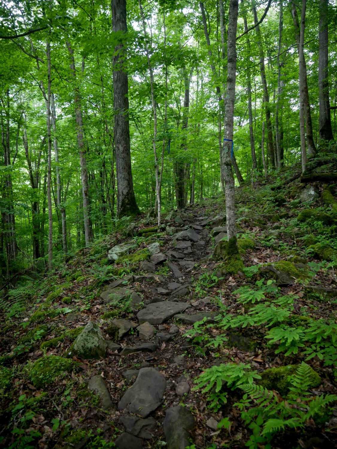 T90, West Virginia - GPS Trail Map, Conditions & Difficulty | onX Offroad