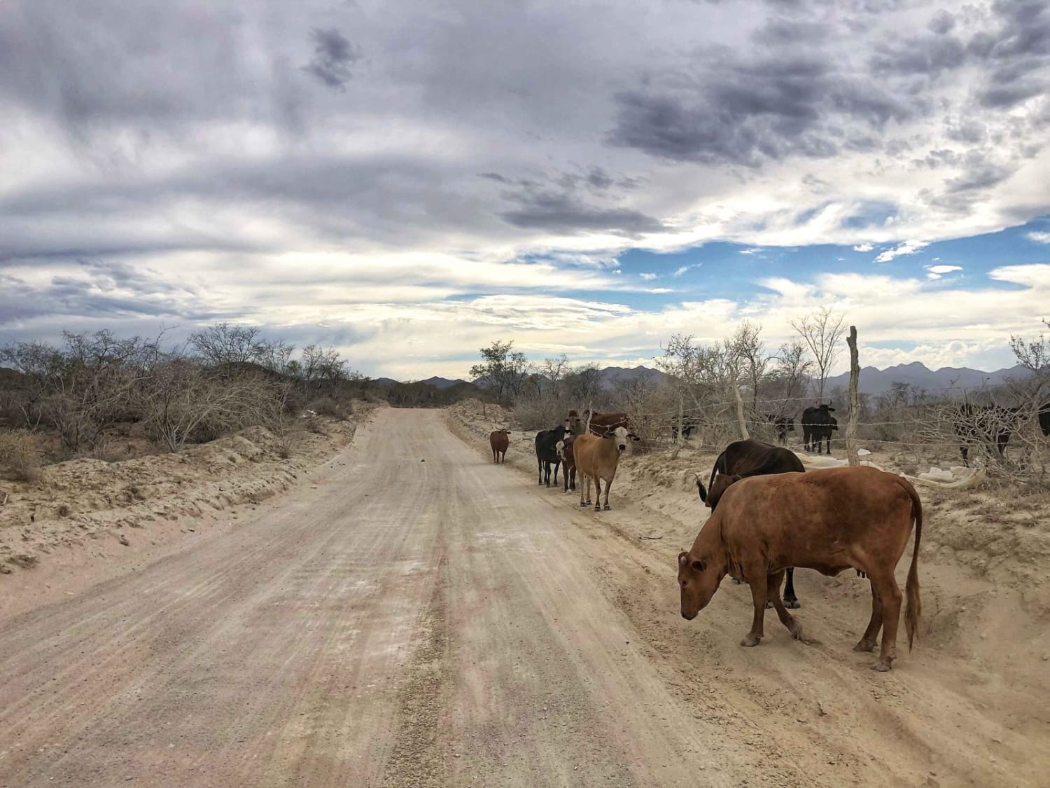 Palo Escopeta, Baja California Sur : Off-Road Trail Map & Photos | onX ...