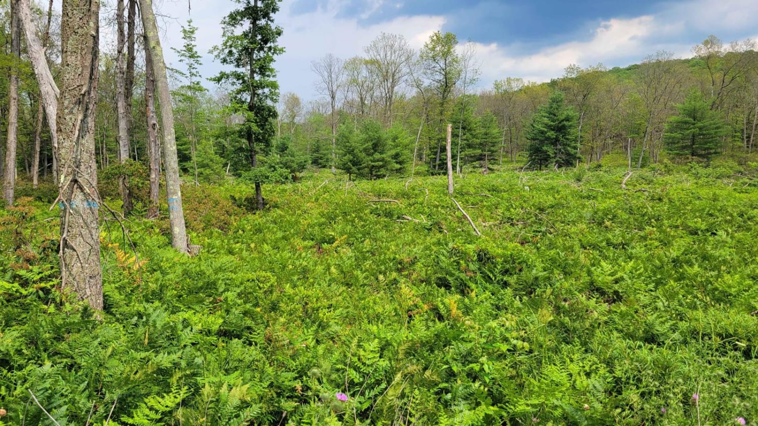 Red Gobbler, Pennsylvania : Off-Road Trail Map & Photos | onX Offroad